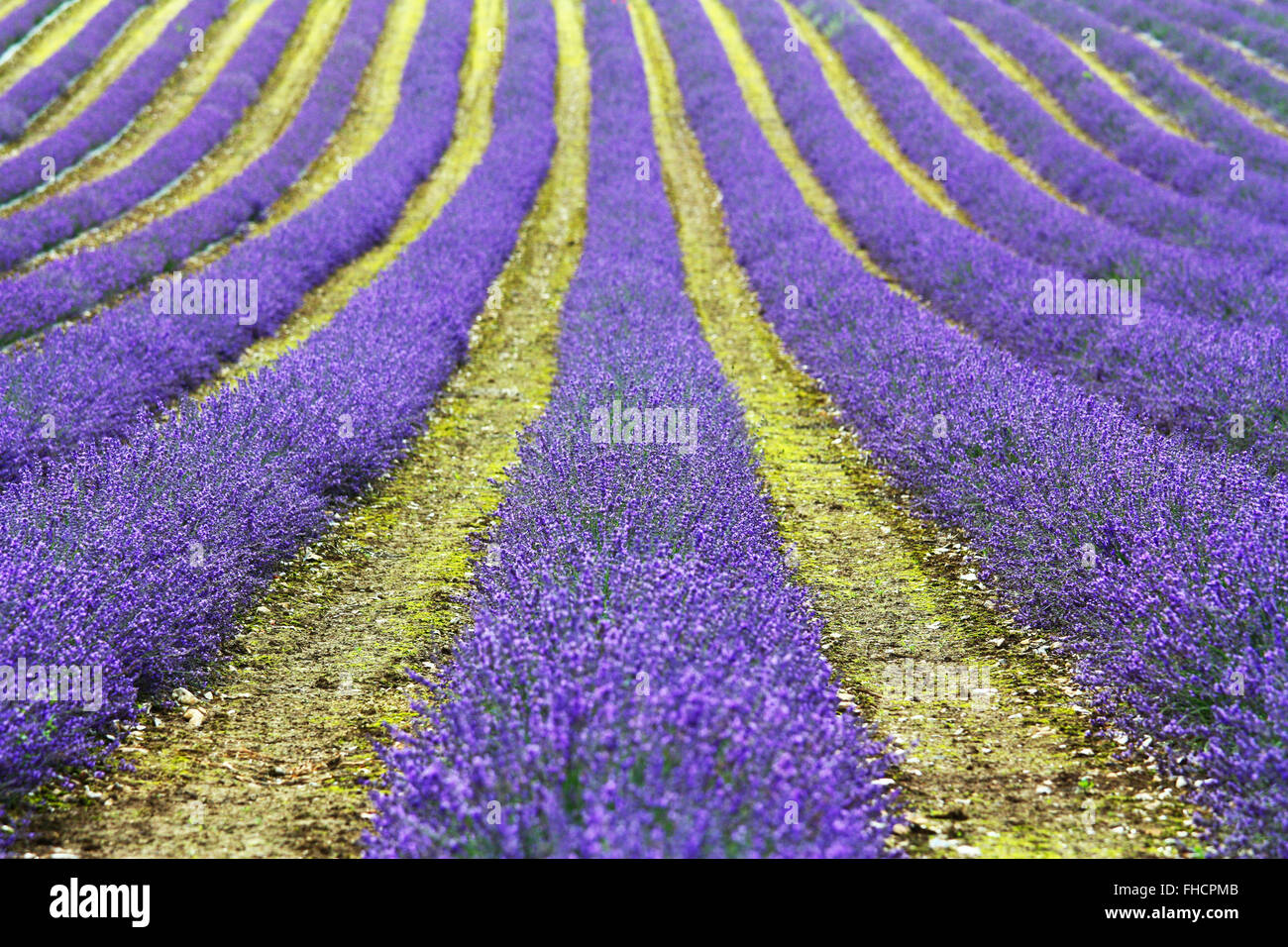 Violet field flowers hi-res stock photography and images - Alamy