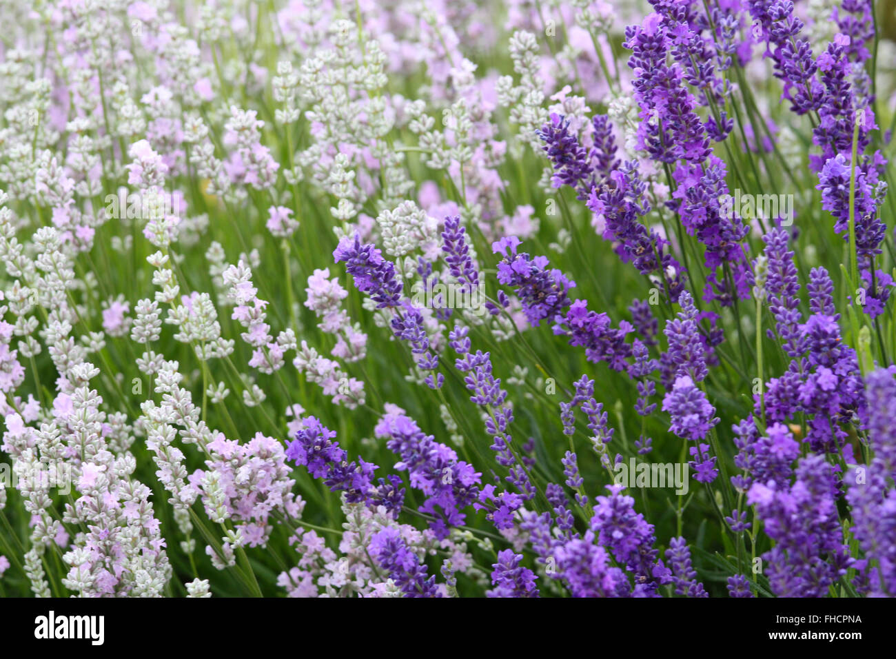Violet plants hi-res stock photography and images - Alamy