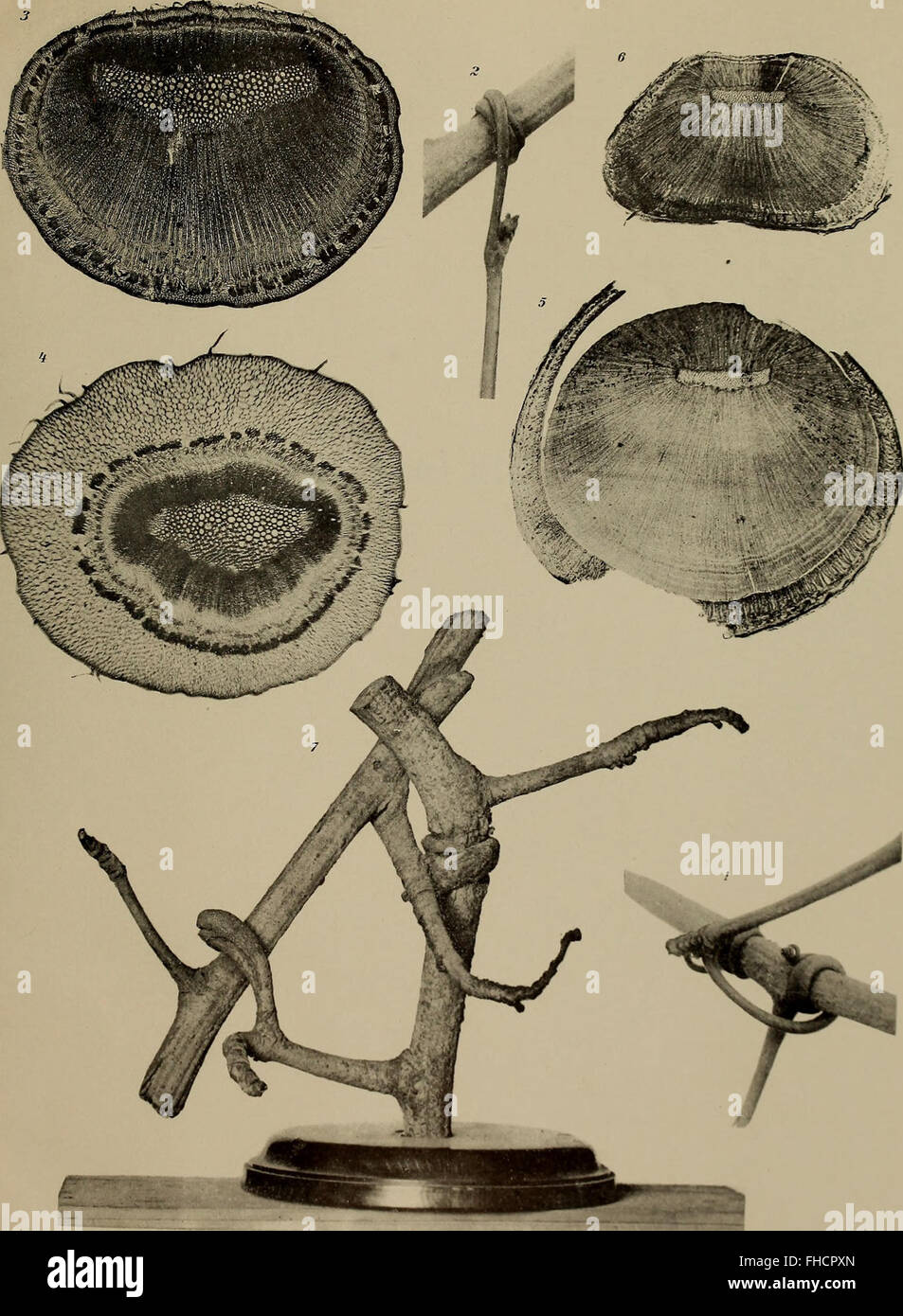 A collection of scientific papers published by the Austrian Academy of ...