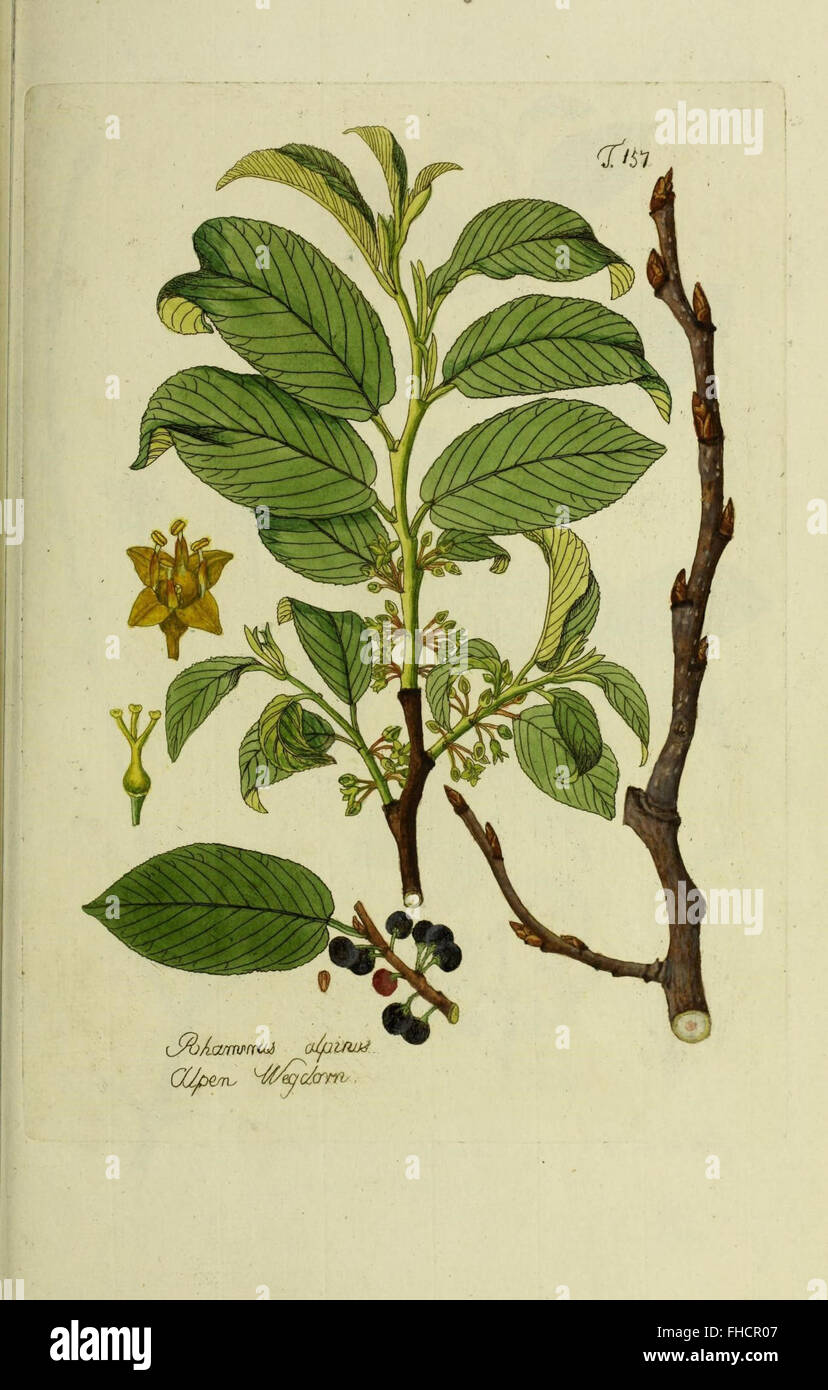 A guide to tree cultivation and care in Austria, detailing methods and ...