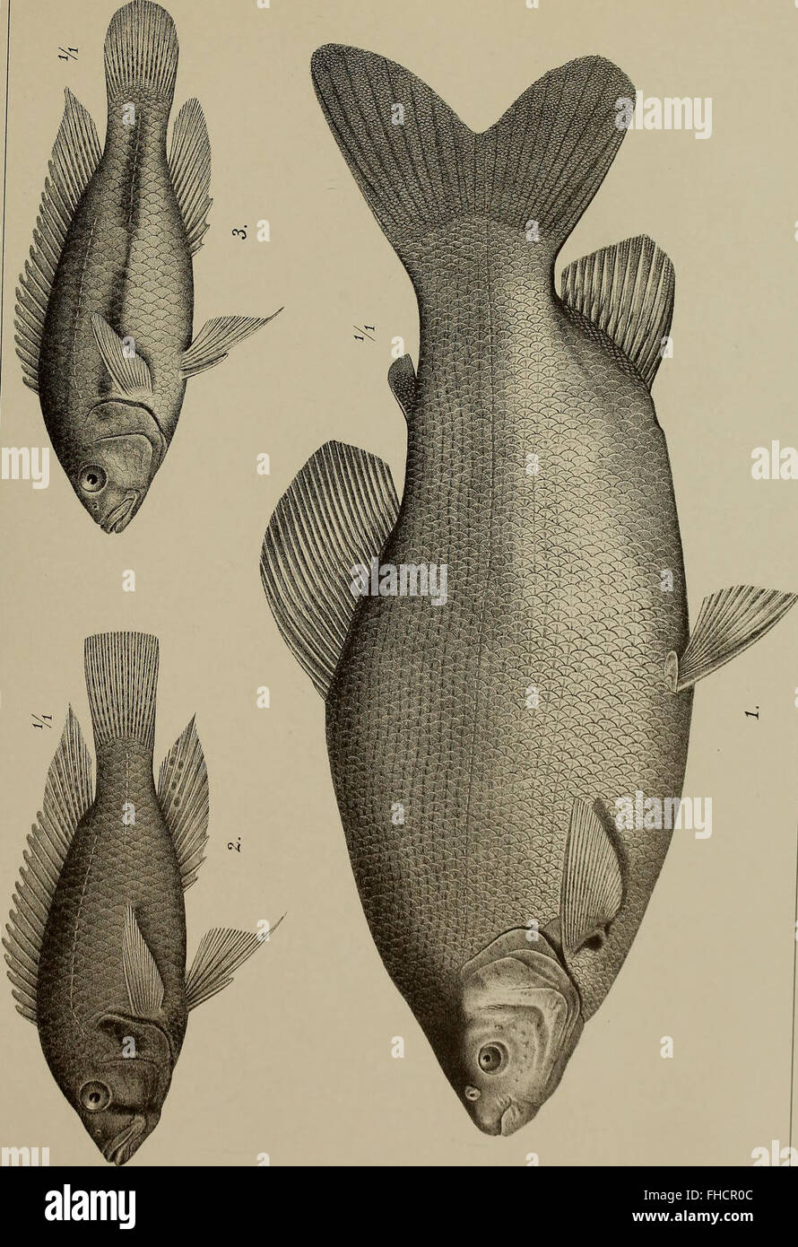 The 1916 proceedings of the Austrian Academy of Sciences, documenting ...