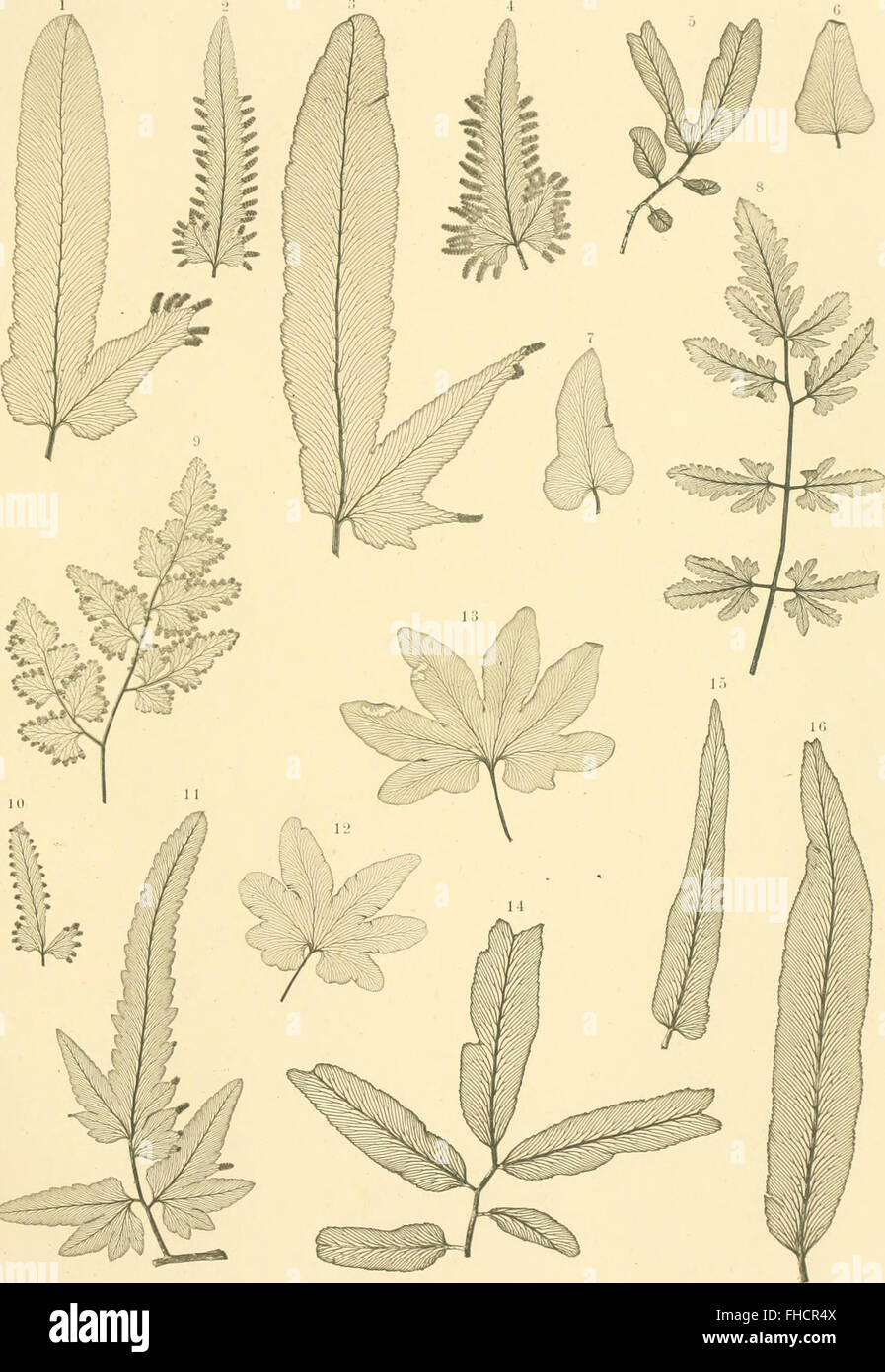 The 1864 publication from the Imperial Academy of Sciences ...