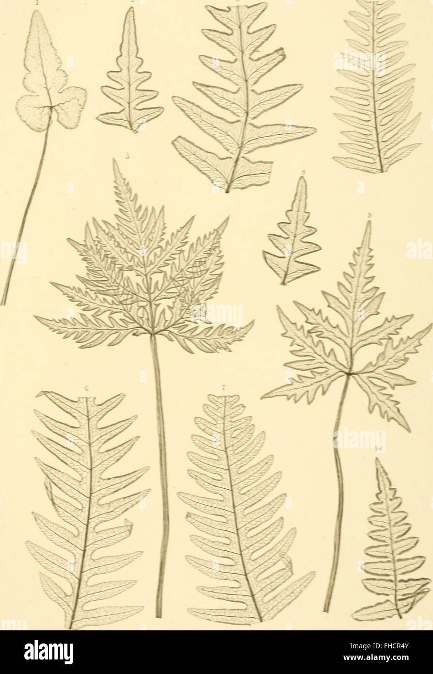 The 1864 proceedings of the Imperial Academy of Sciences, covering ...