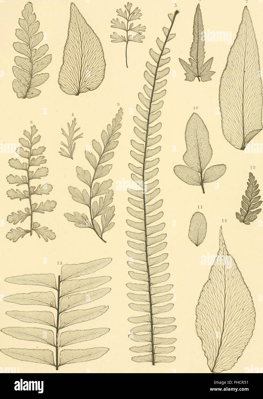 A 1864 publication from the Imperial Academy of Sciences, focusing on ...