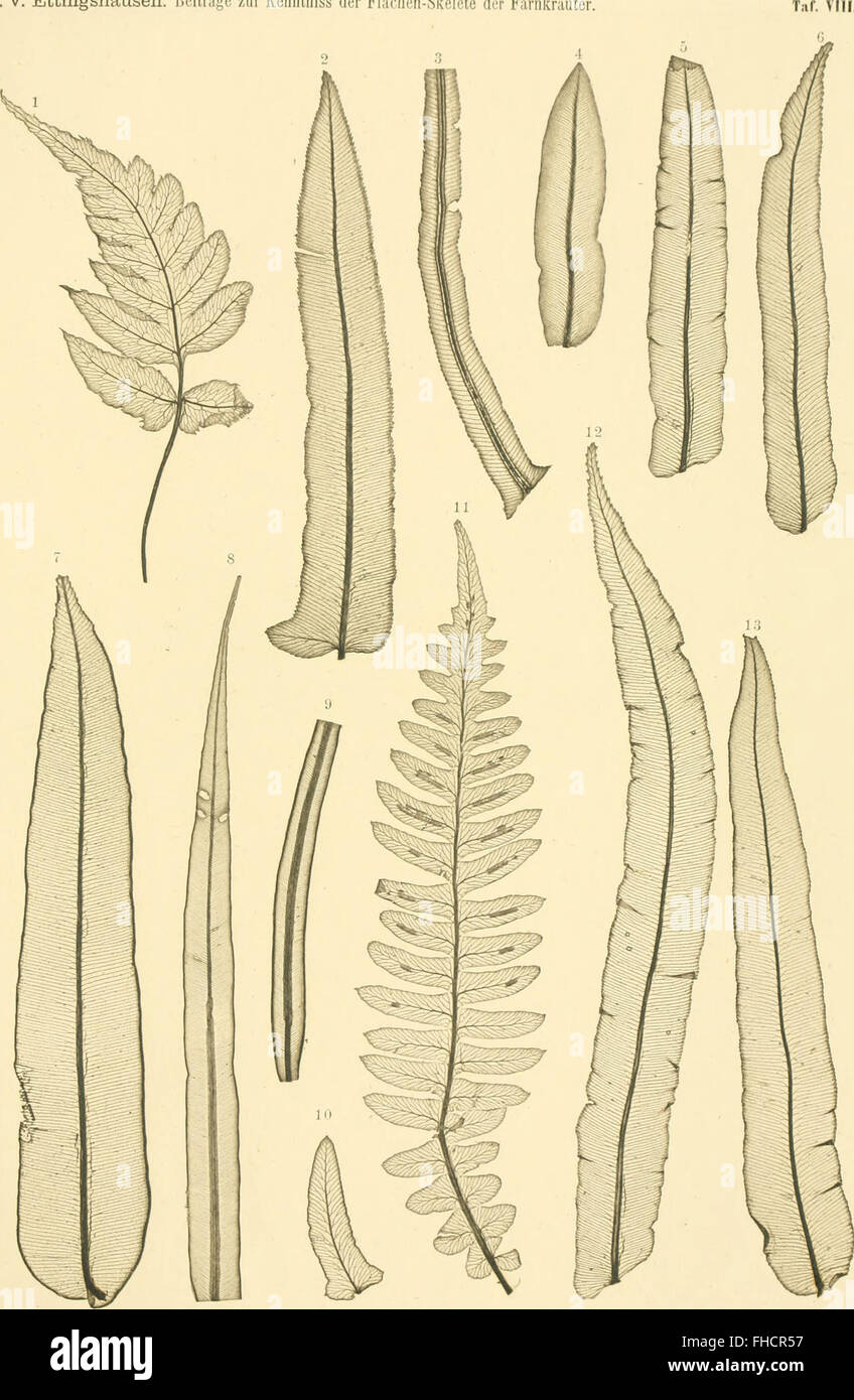 A scholarly work from the Imperial Academy of Sciences, published in ...
