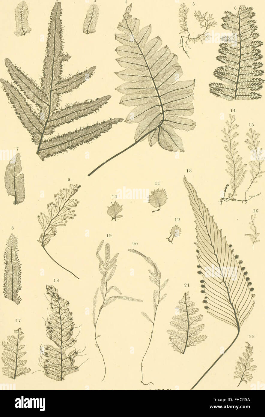 A 1864 publication from the Imperial Academy of Sciences documenting ...