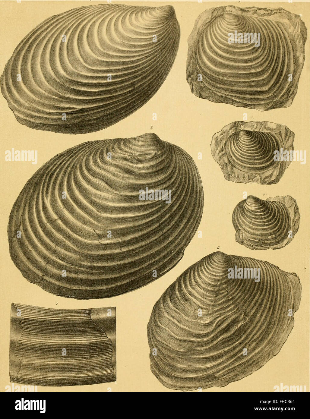 A 1866 publication by the Imperial Academy of Sciences, presenting ...