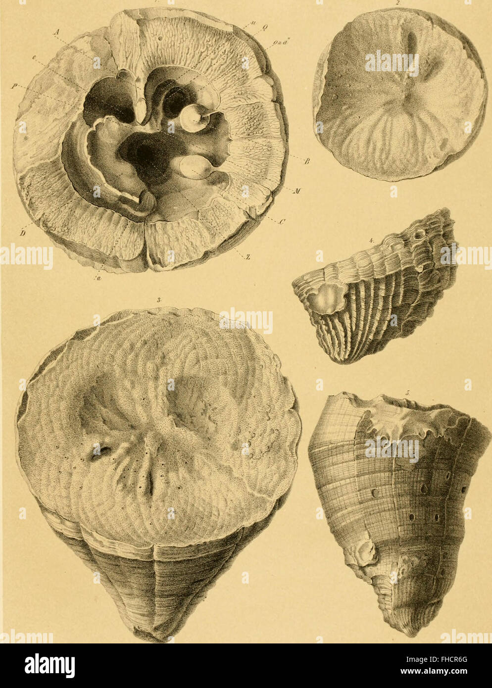 Memoirs of the Imperial Academy of Sciences, Mathematical-Natural ...