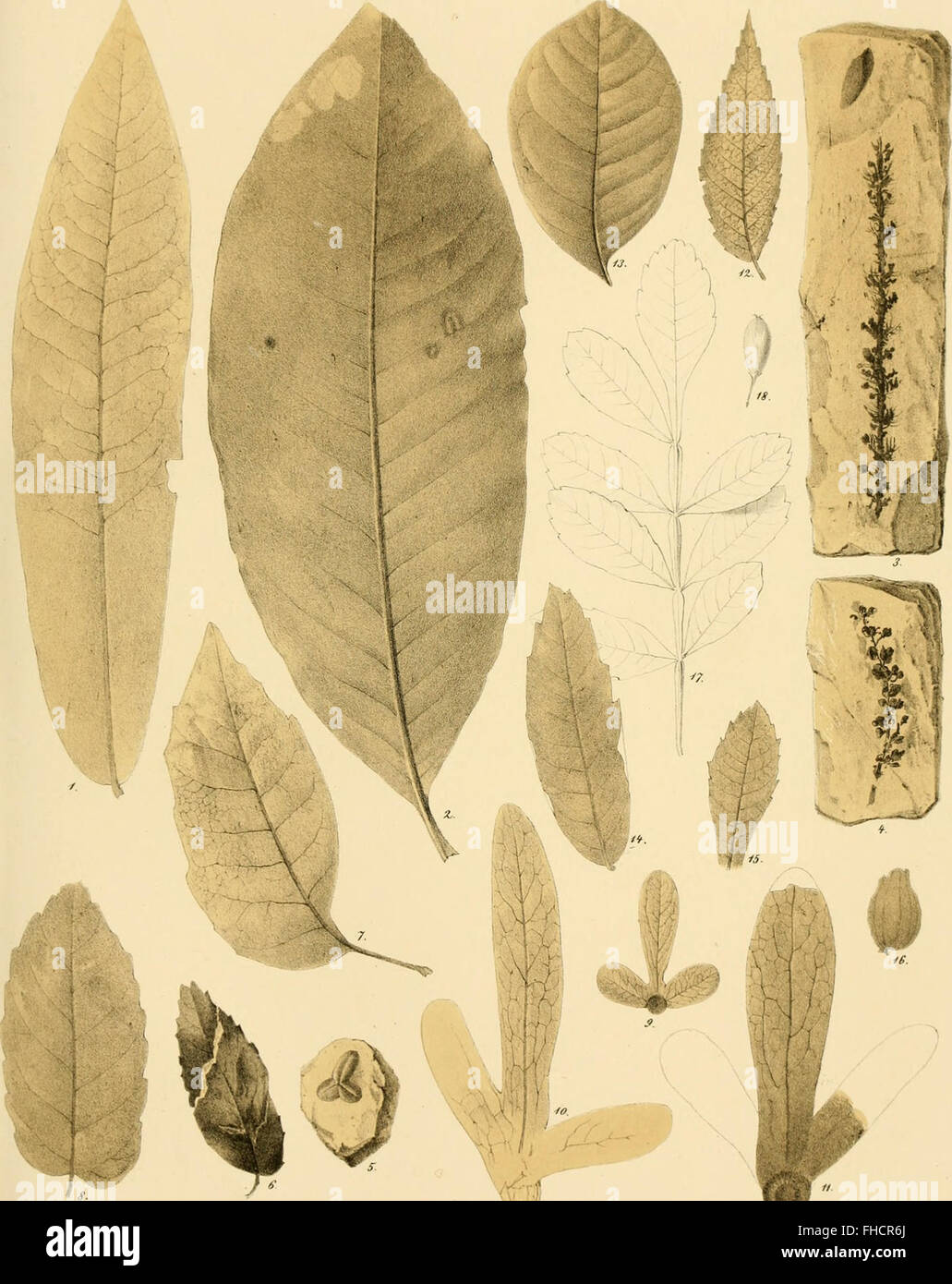 A 1866 publication of the Imperial Academy of Sciences documenting the ...