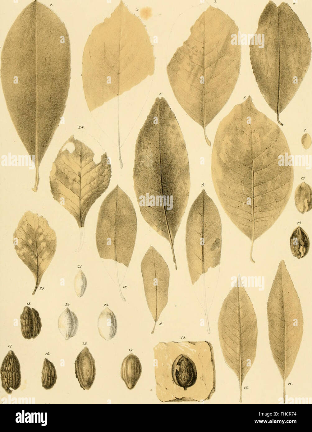 A scholarly report from the Imperial Academy of Sciences, detailing the ...