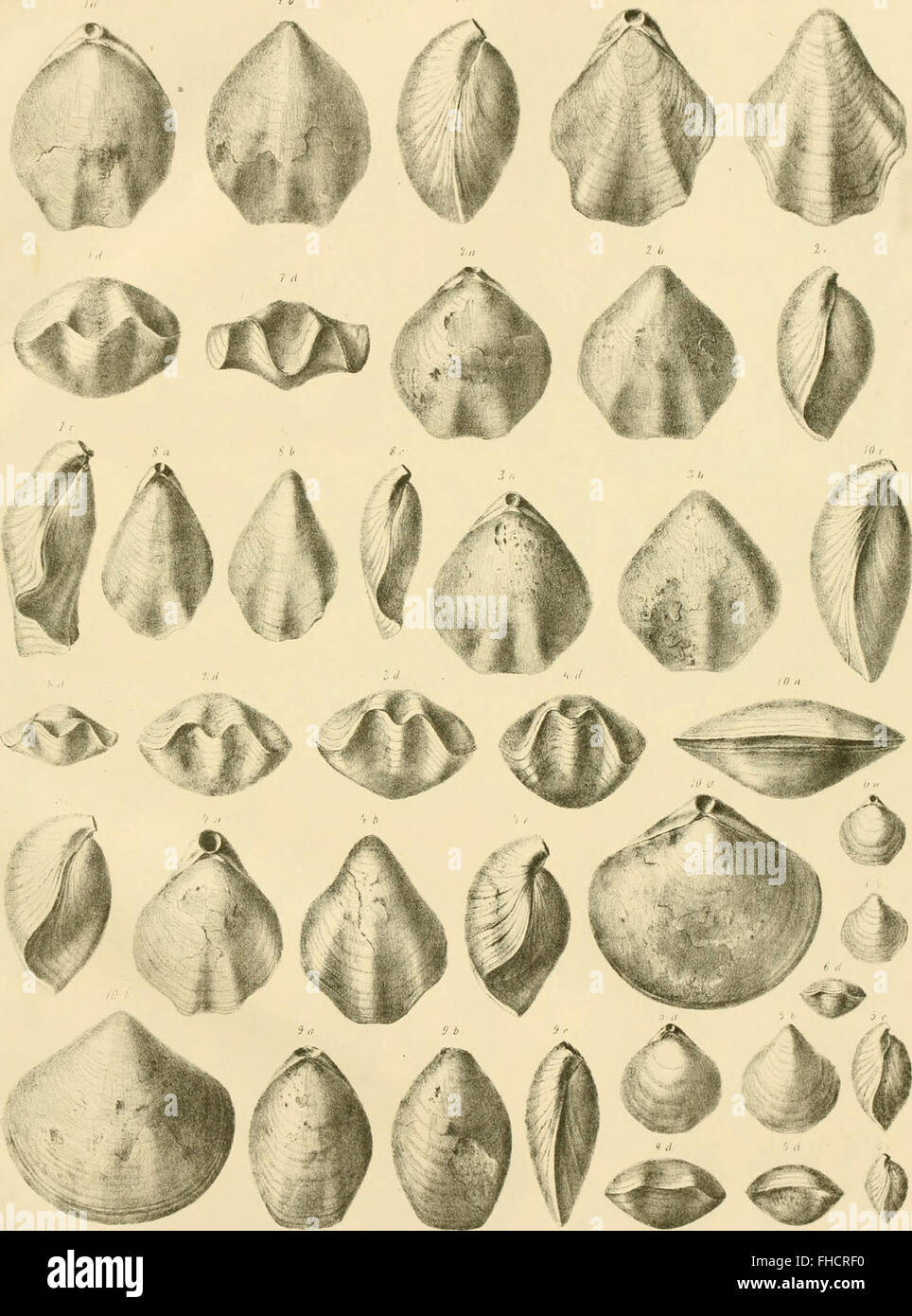 A publication from the Imperial Academy of Sciences, focusing on ...