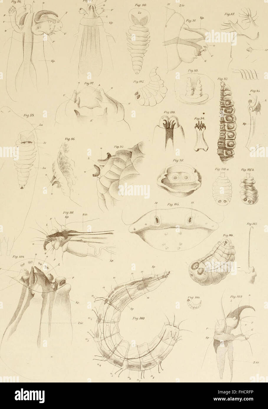 The 1883 Proceedings of the Imperial Academy of Sciences, focusing on ...
