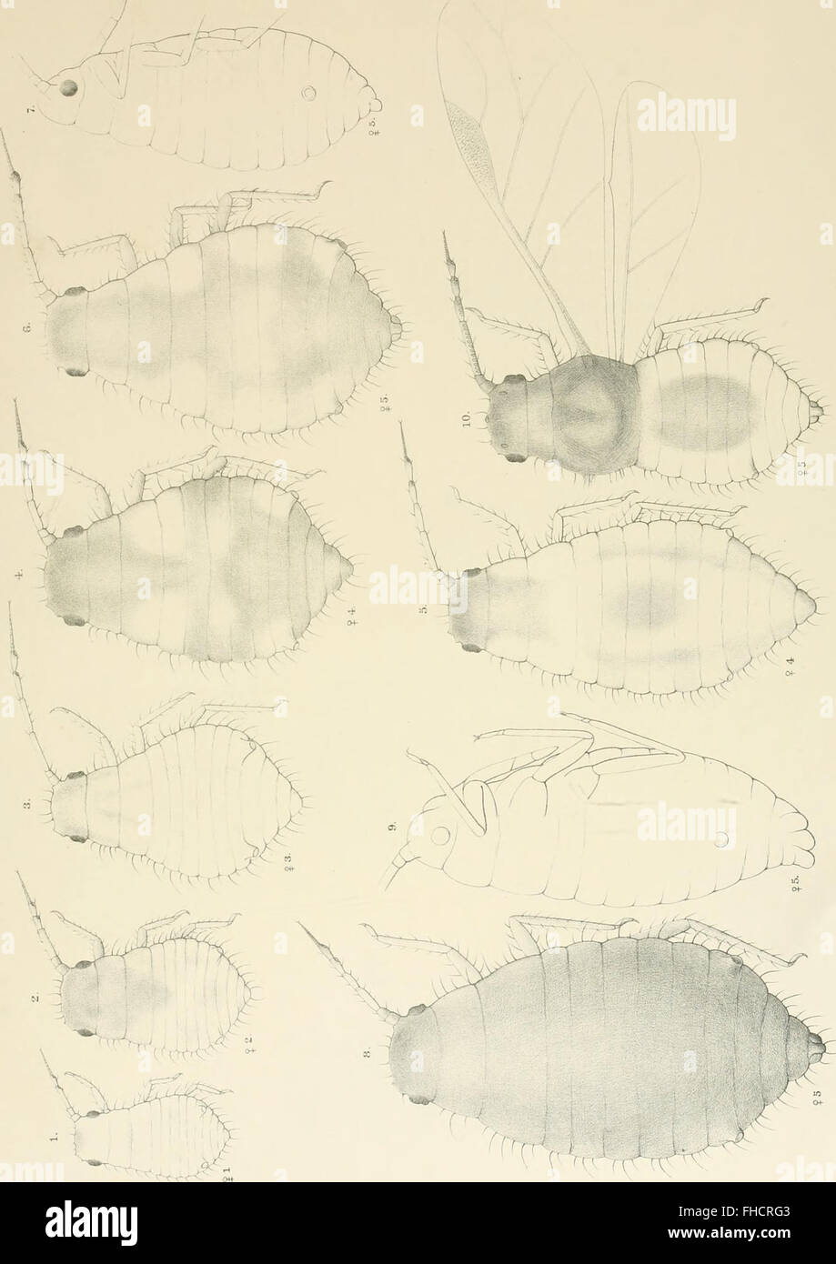 A scholarly publication from the Imperial Academy of Sciences, focusing ...
