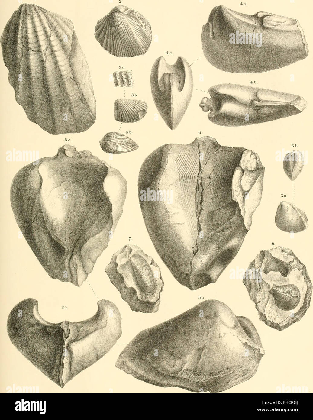 A volume from the Imperial Academy of Sciences, published in 1885 ...