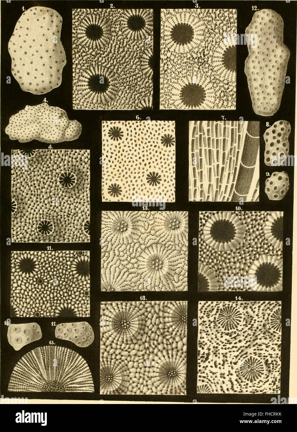 A 1854 publication by the Imperial Academy of Sciences, focusing on ...