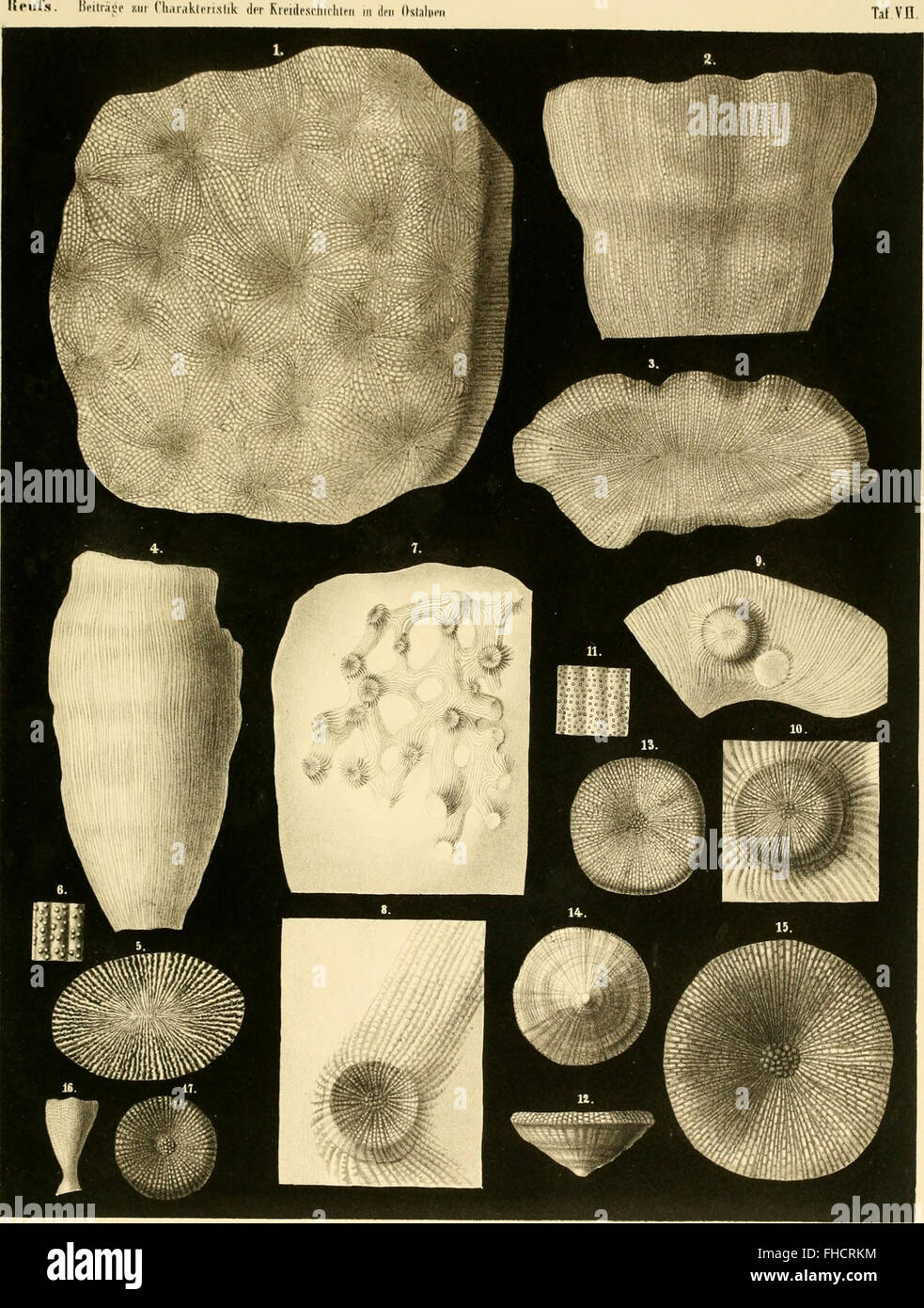 A 1854 publication from the Imperial Academy of Sciences, focusing on ...
