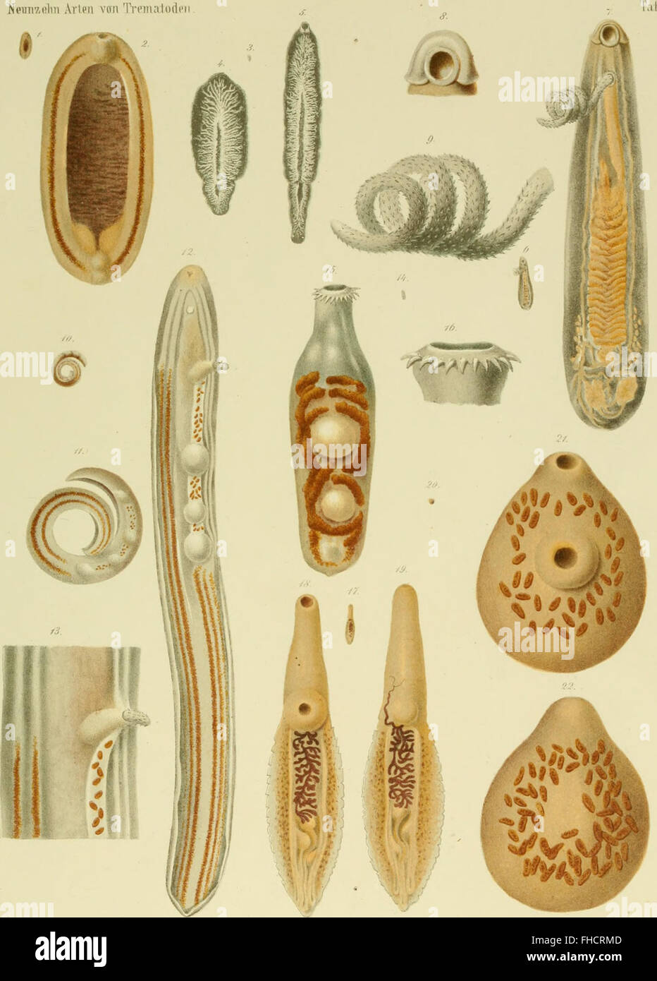 A scholarly publication from the Imperial Academy of Sciences, covering ...
