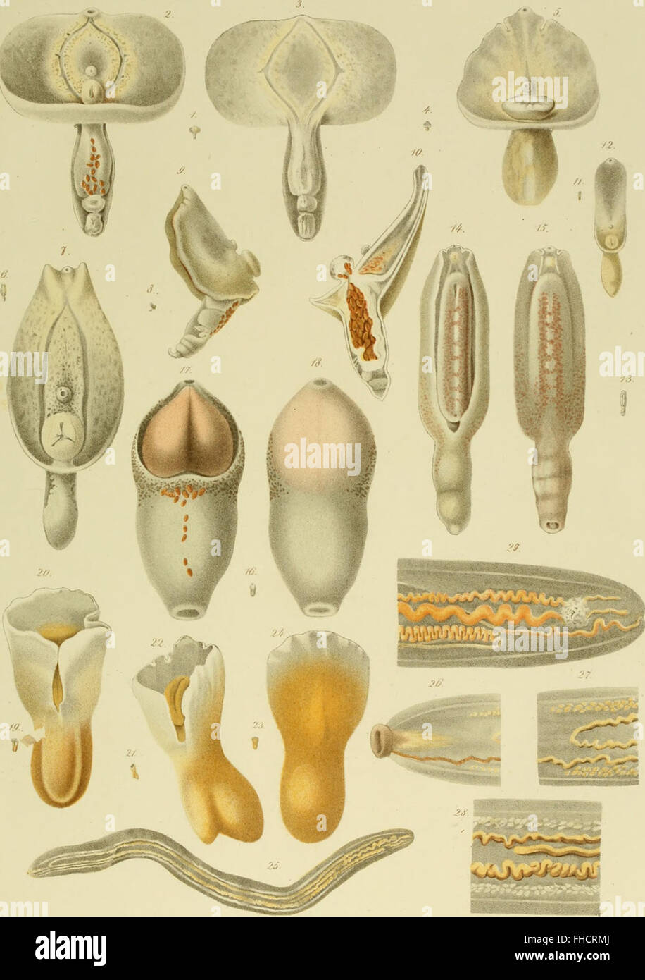 A 1855 publication from the Imperial Academy of Sciences, detailing ...