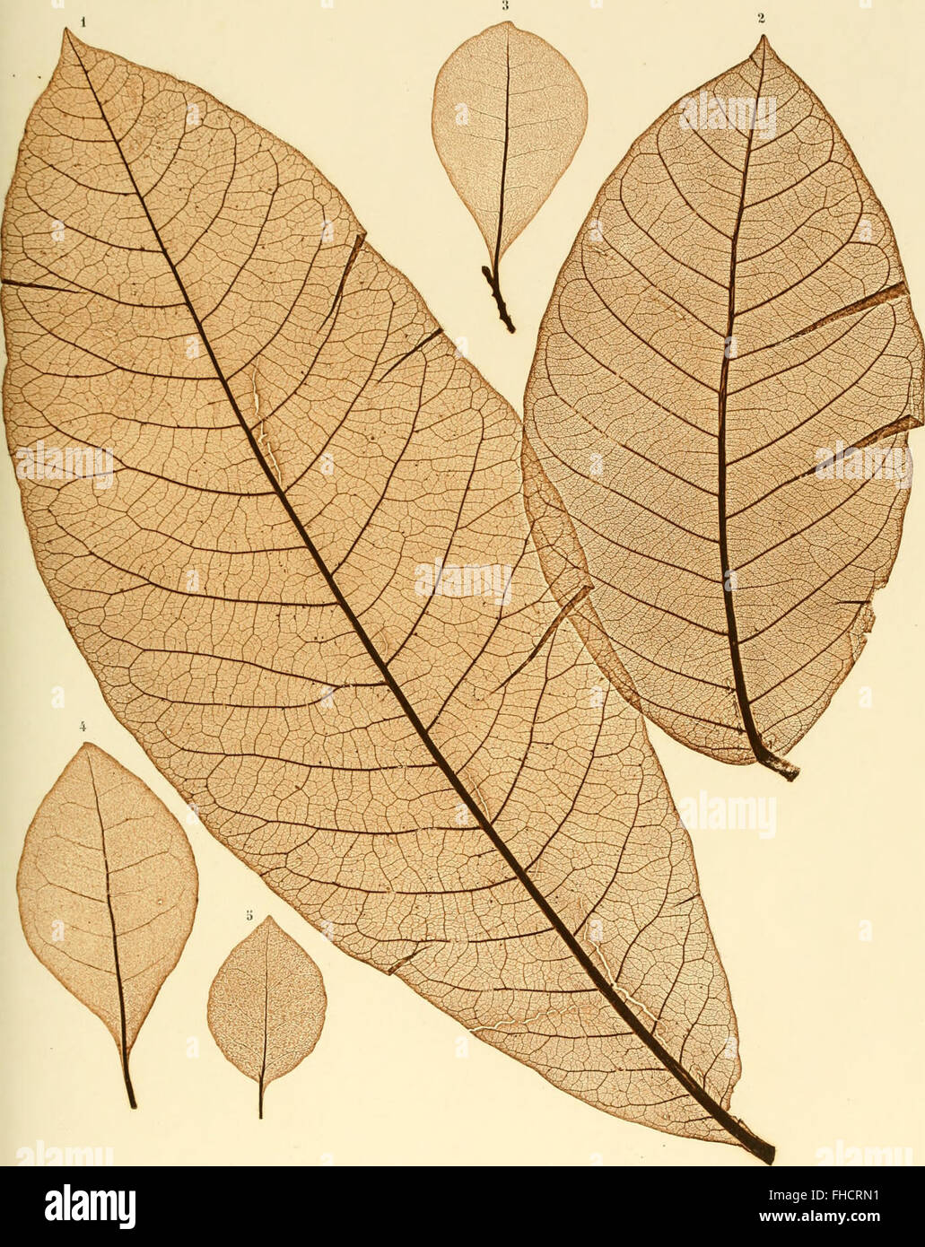 A scientific publication from the Imperial Academy of Sciences in 1858 ...