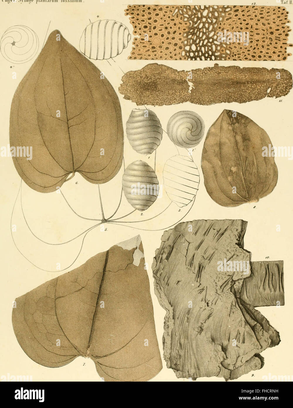The 1861 proceedings of the Imperial Academy of Sciences, focusing on ...