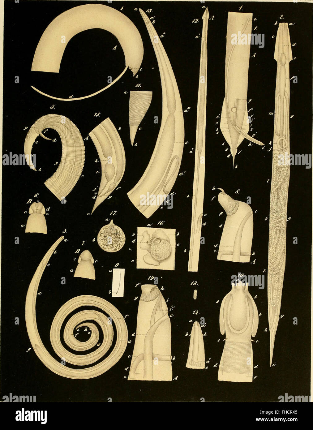 The 1861 proceedings of the Imperial Academy of Sciences, focusing on ...