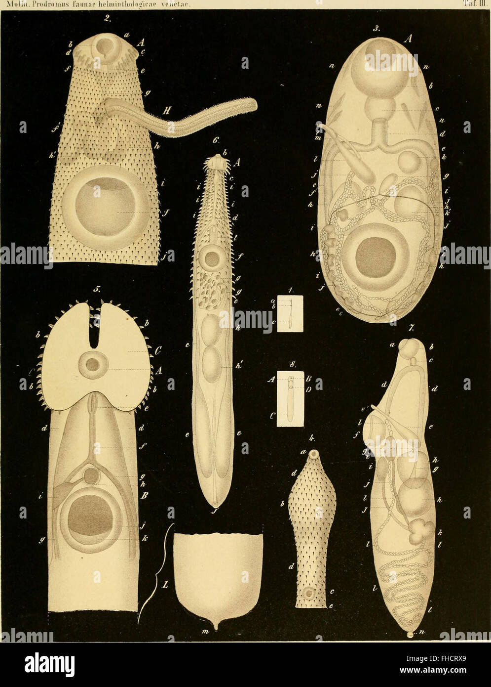 A scholarly report from the Imperial Academy of Sciences, detailing ...