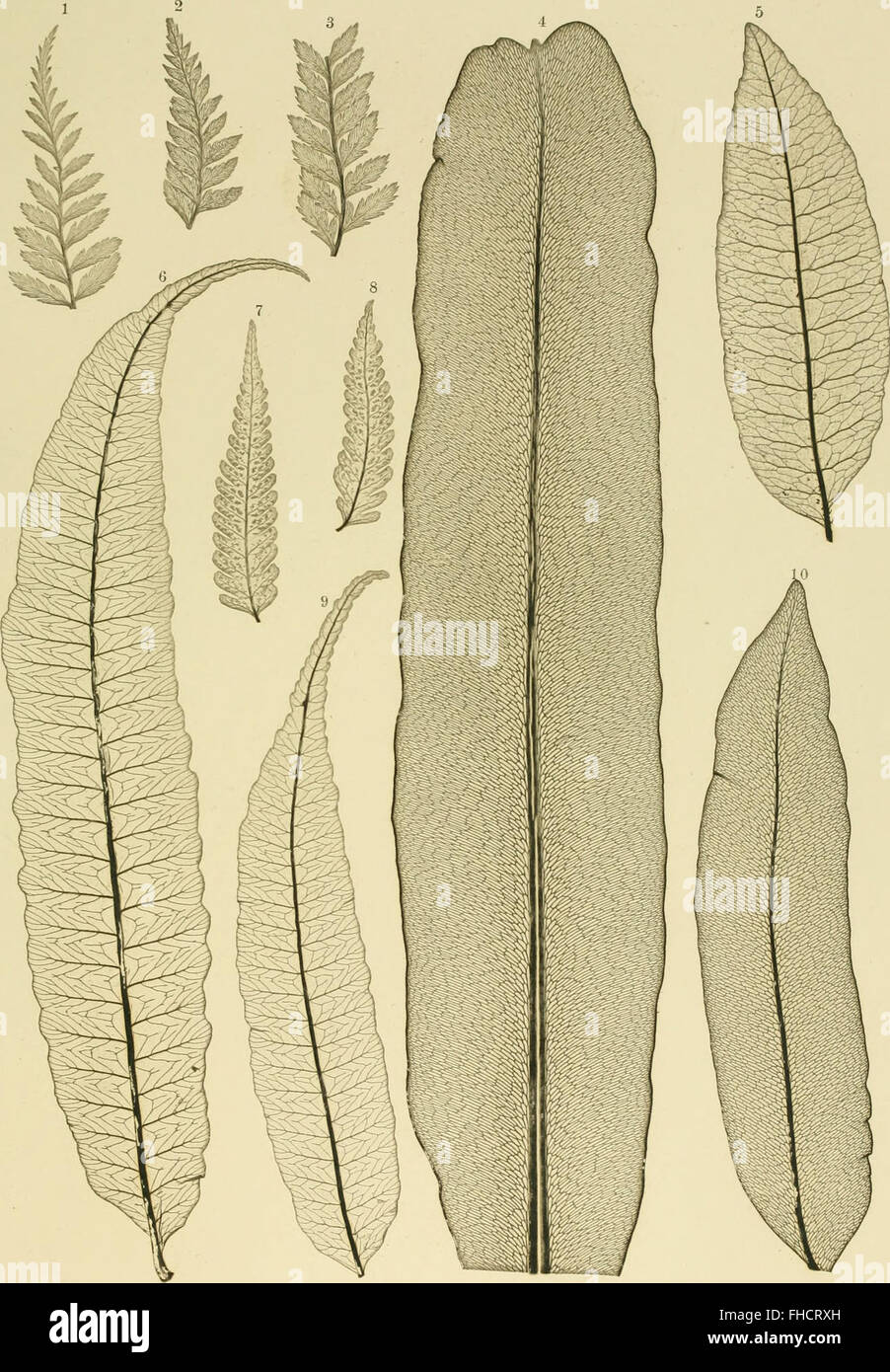 This historical publication from the Imperial Academy of Sciences in ...