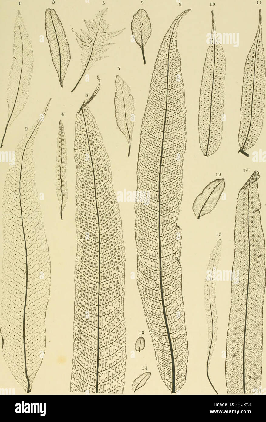 A collection of scientific papers from the Imperial Academy of Sciences ...