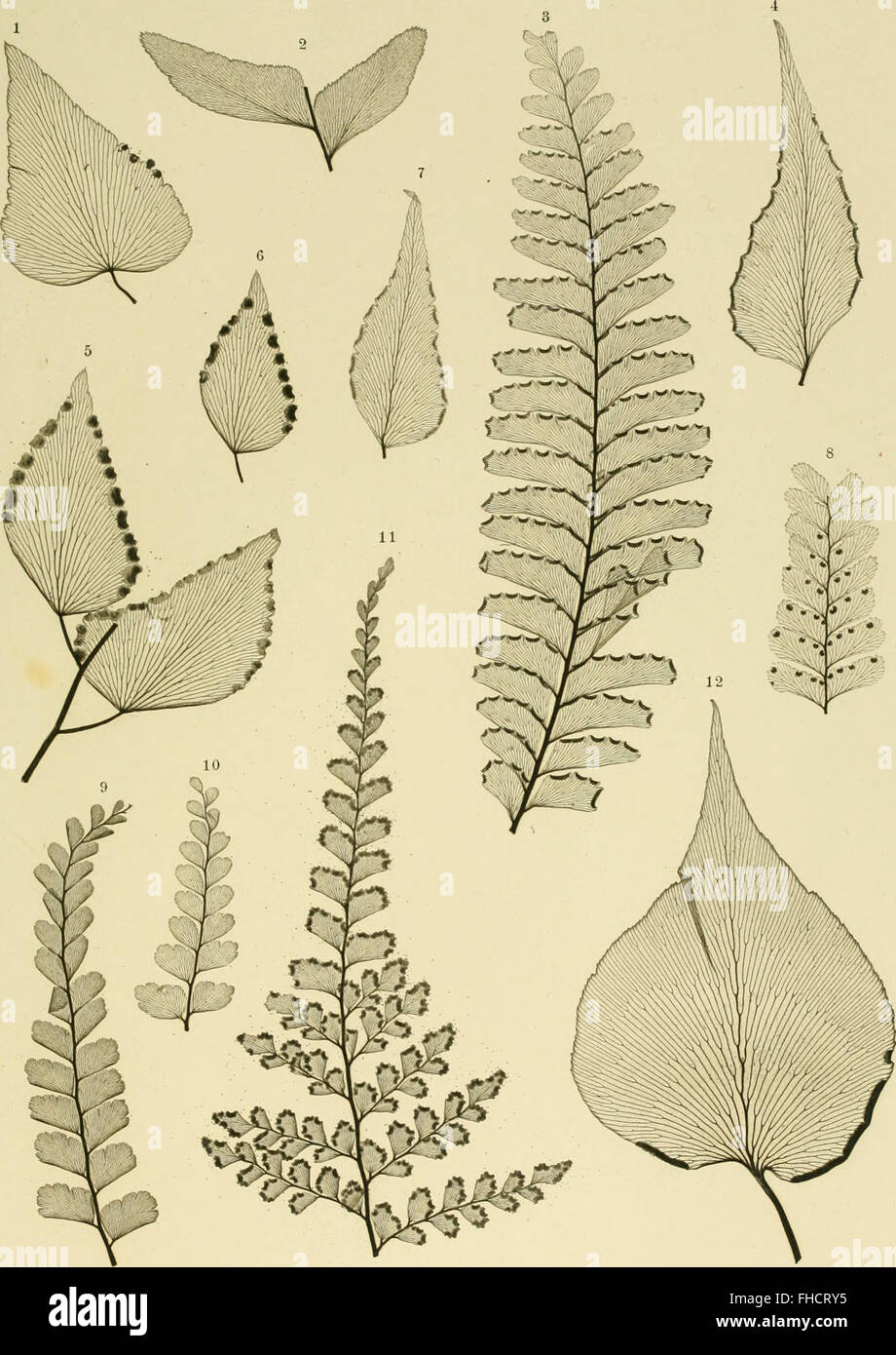 A collection of scientific papers published by the Imperial Academy of ...