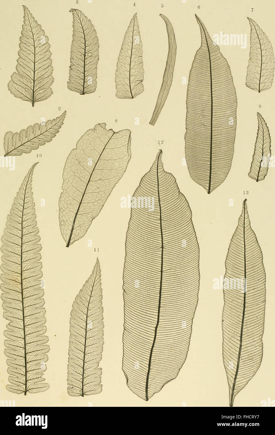 A scientific journal from 1864, published by the Imperial Academy of ...