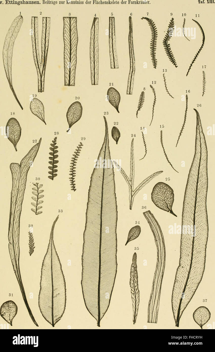 The 1864 memoirs of the Imperial Academy of Sciences, documenting ...