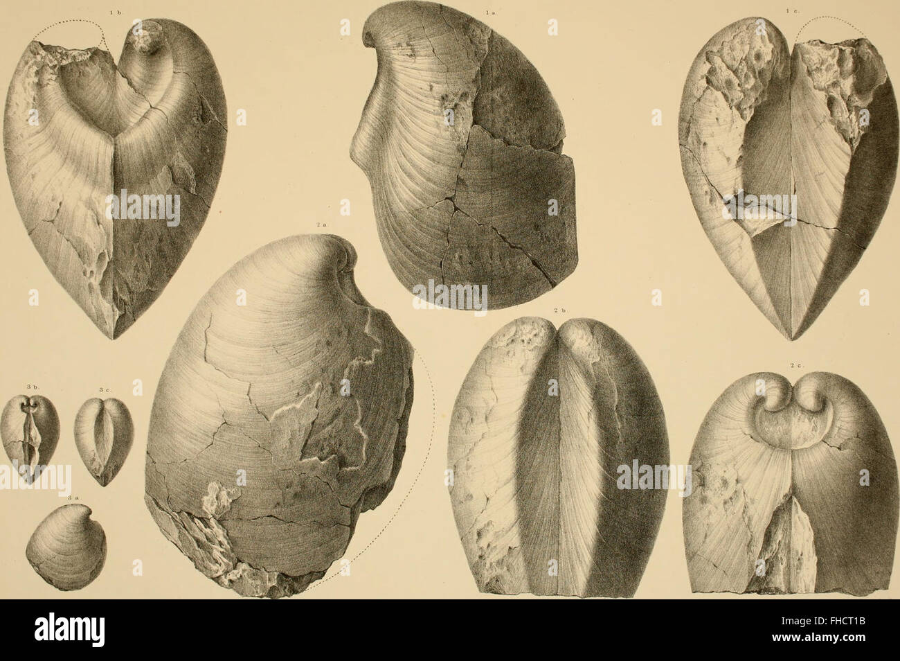 Memoirs of the Imperial Academy of Sciences, Mathematical and Natural ...