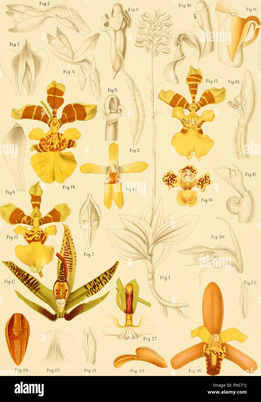A 1908 publication of the Imperial Academy of Sciences, featuring ...