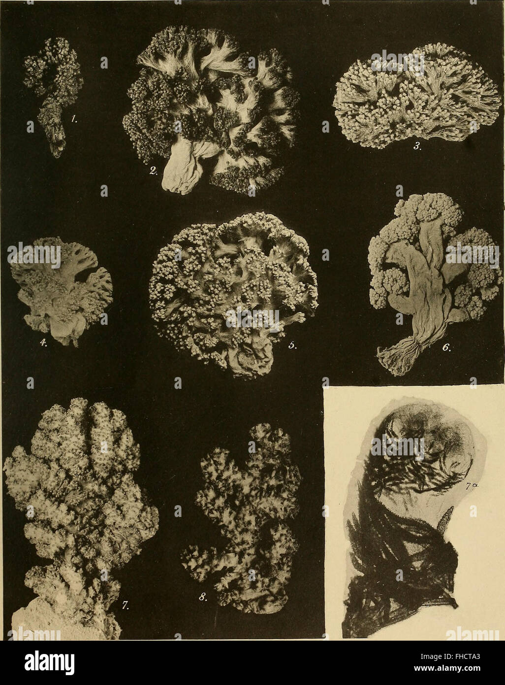 A scholarly journal from the Medical-Natural Science Society of Jena ...