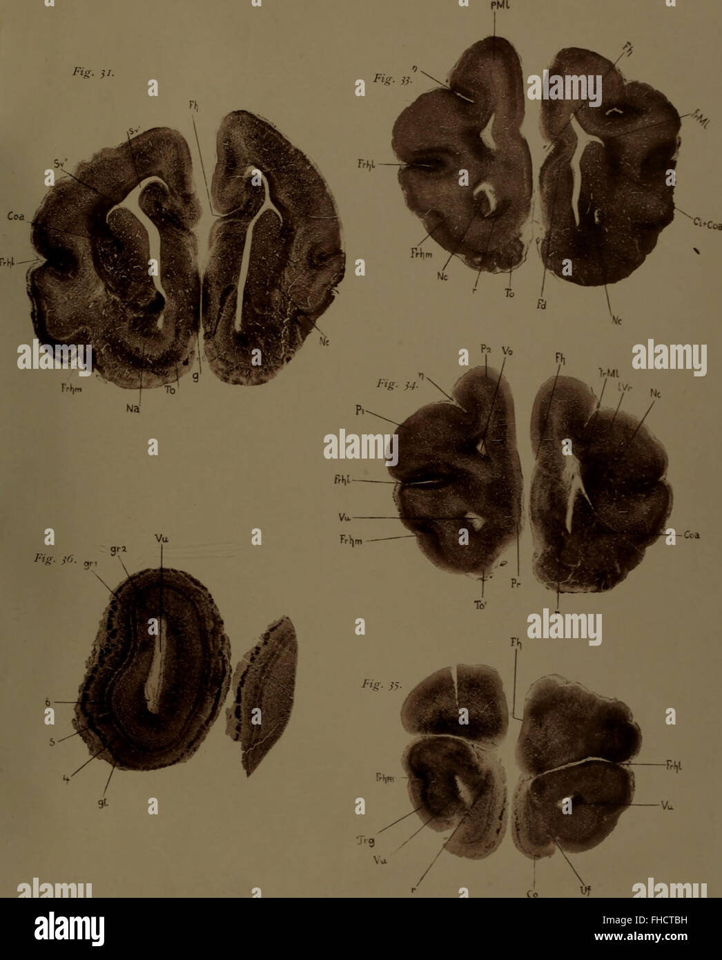 A 1897 publication from the Medical and Natural Science Society of Jena ...