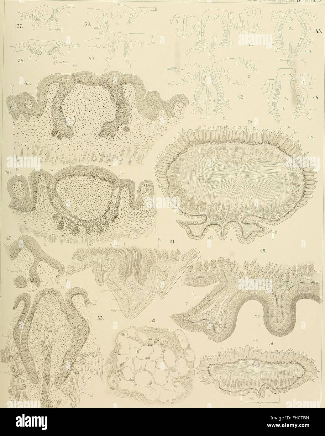 A 1897 publication from the Medical and Natural Science Society of Jena ...