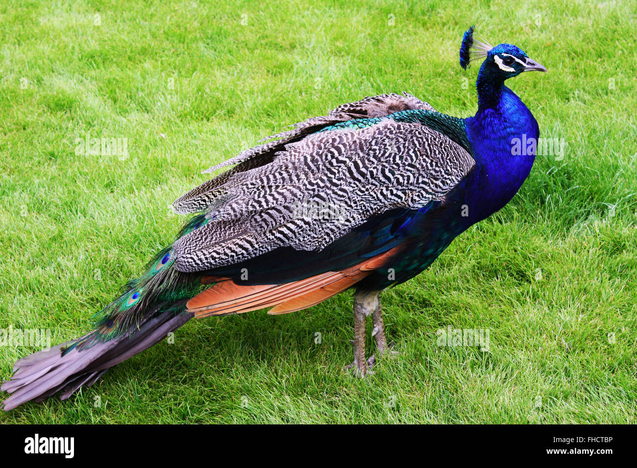 Peacock with bright colorful feathers Stock Photo - Alamy