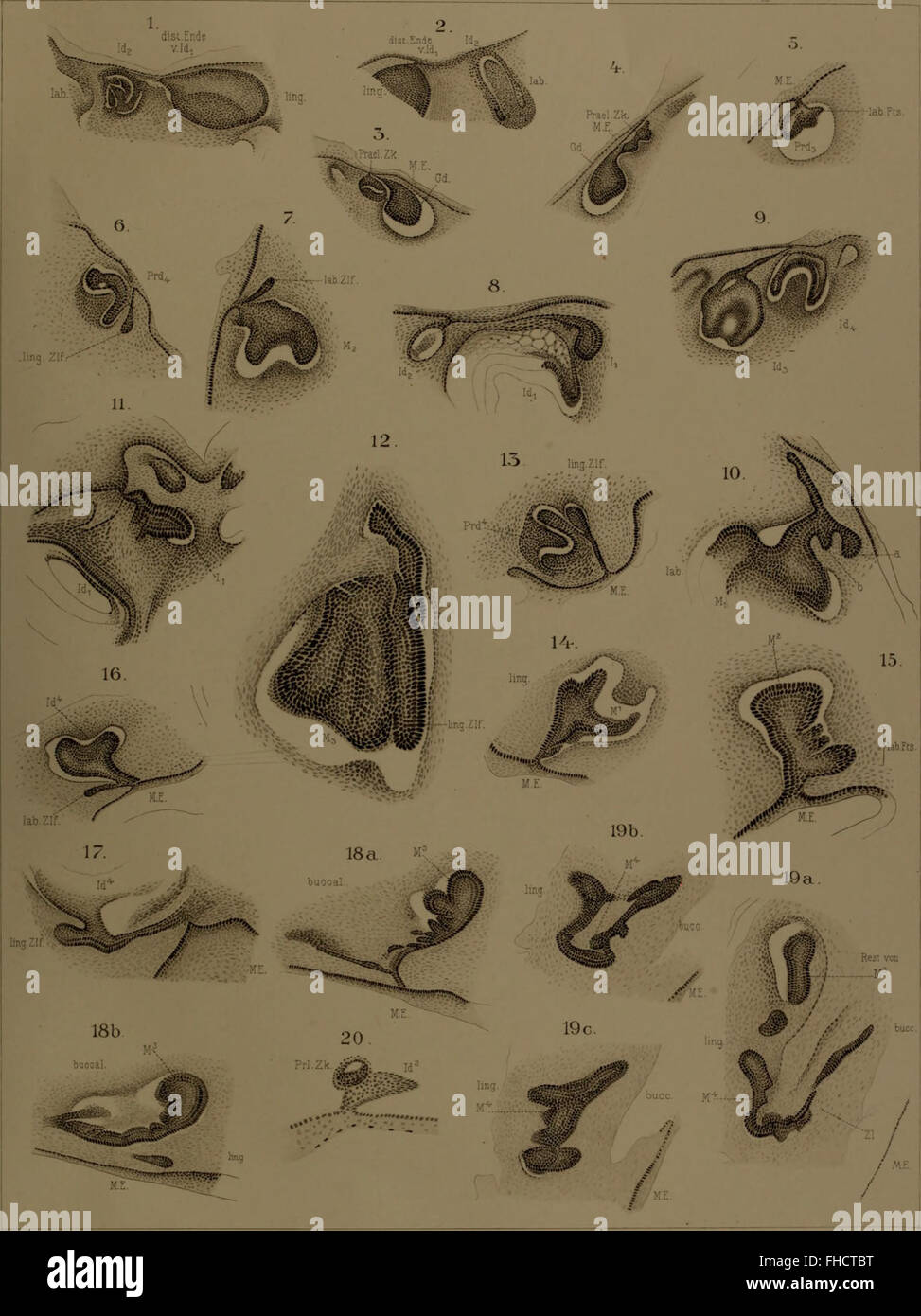 A 1897 publication of the Medical and Natural Science Society of Jena ...