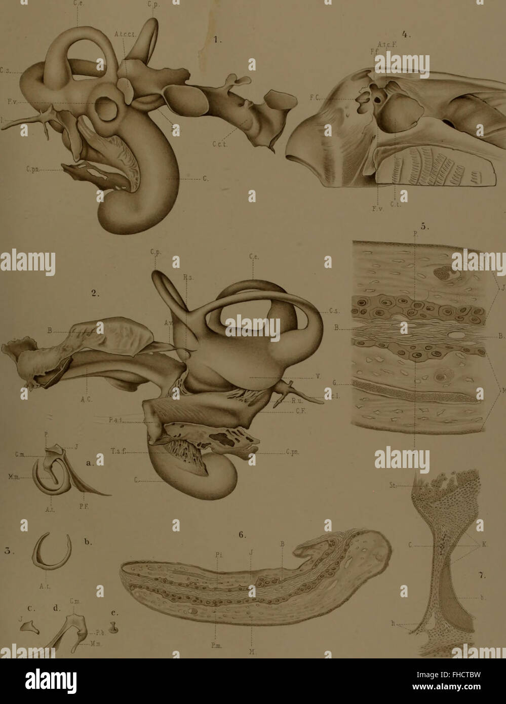The 1897 publication of the Medical and Natural Science Society of Jena ...