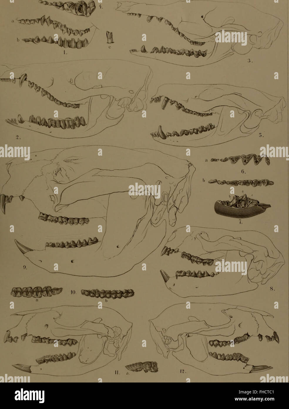 The 1897 proceedings of the Medical and Natural Science Society of Jena ...