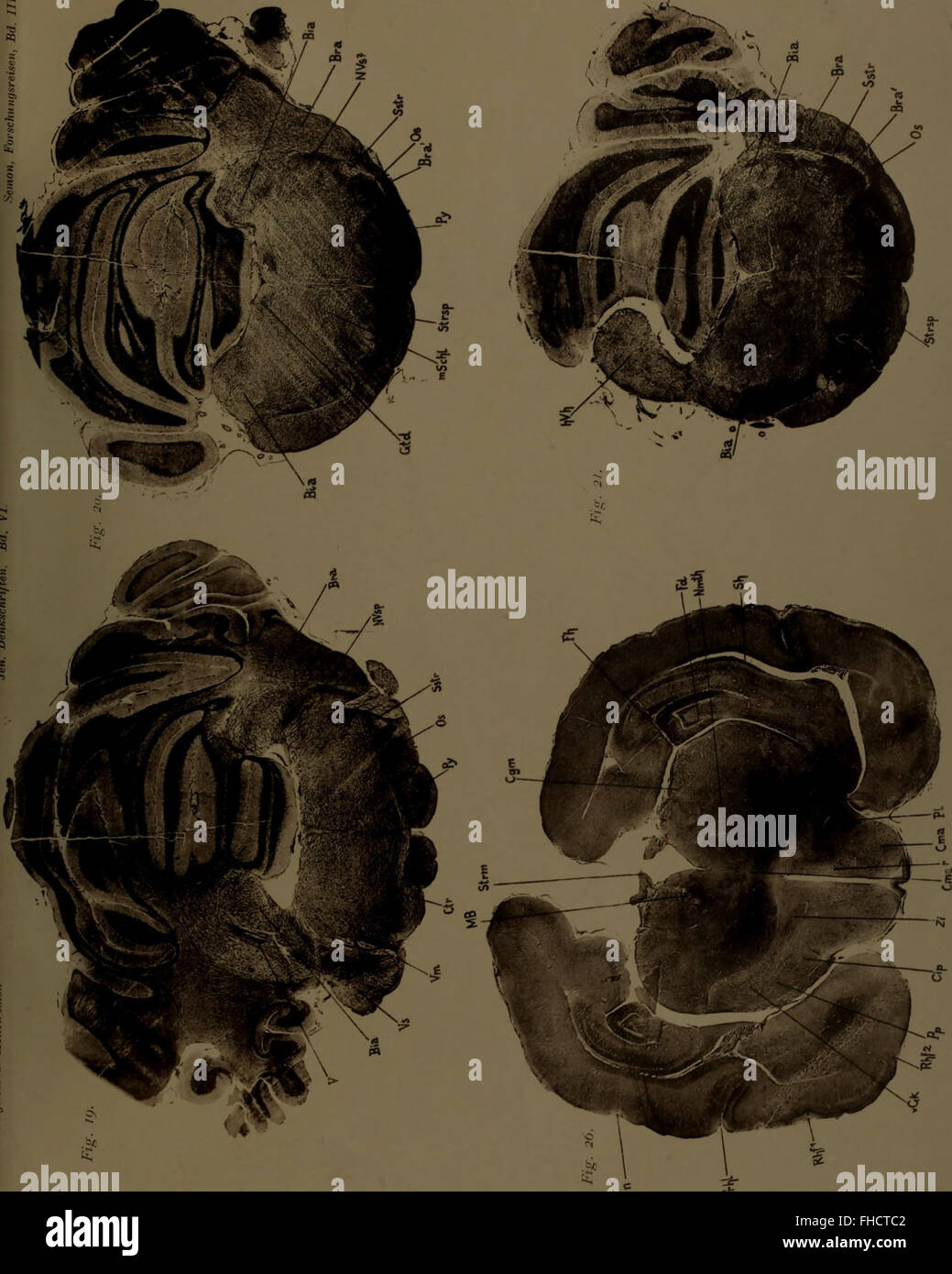 A 1897 publication from the Medical and Natural Science Society of Jena ...