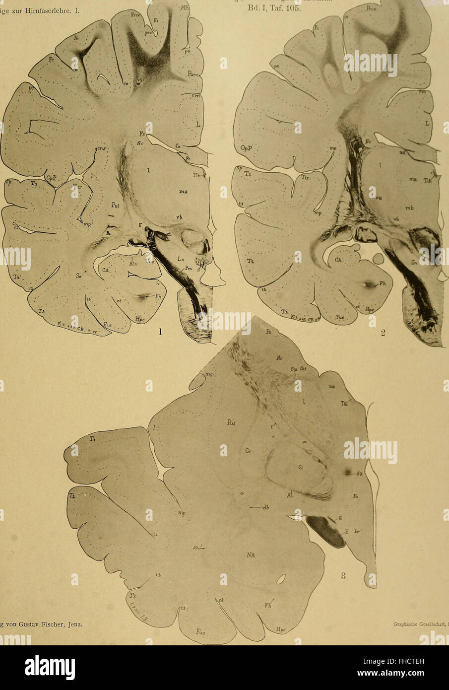 Memoirs of the Medical-Natural Science Society of Jena (1902 ...