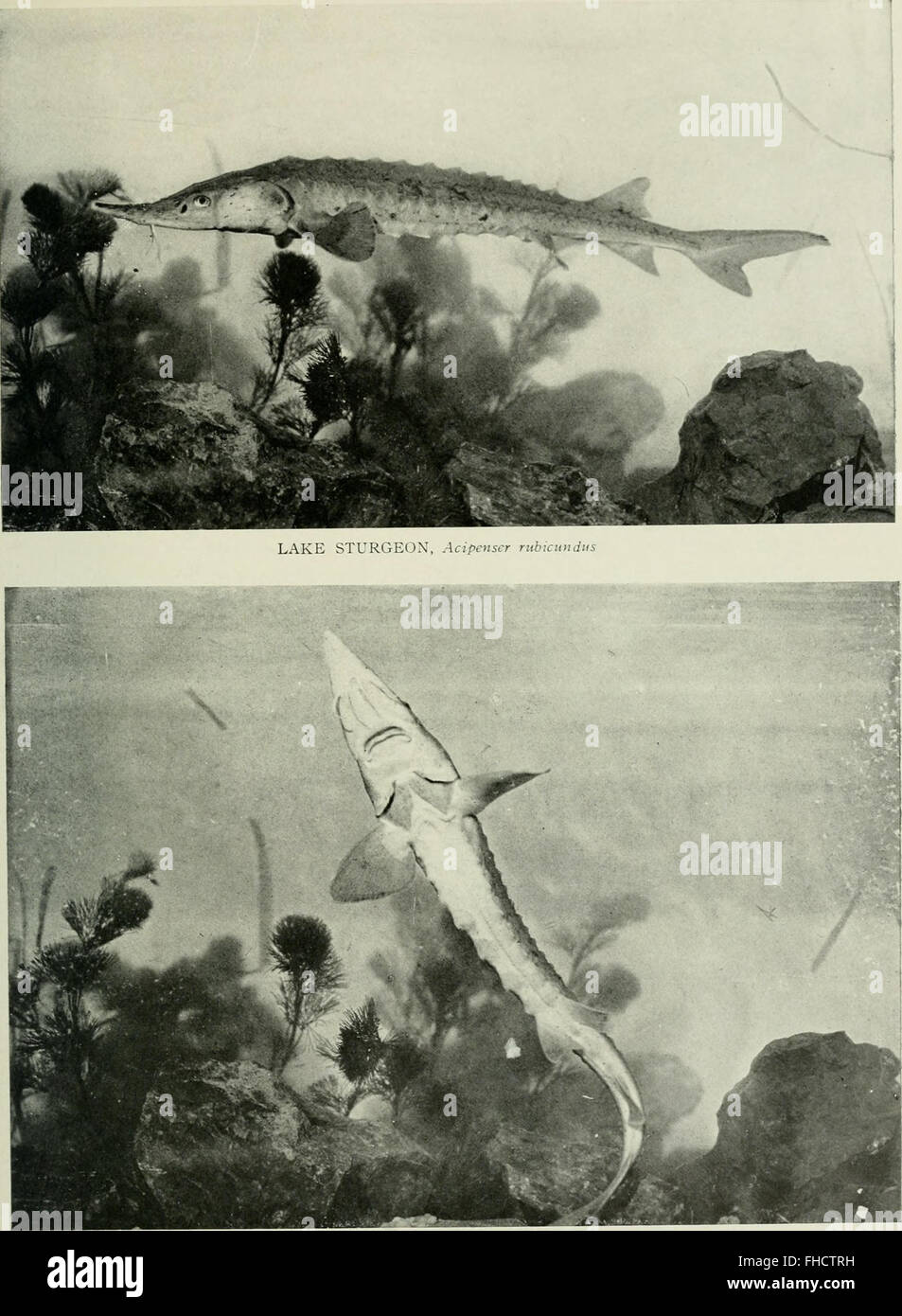A 1902 guide to North American food and game fish, providing species ...