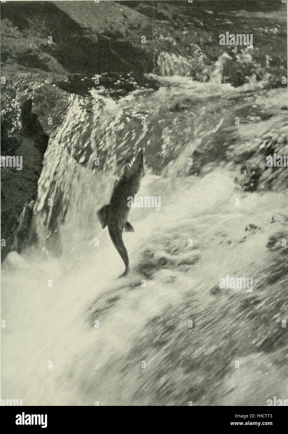 A comprehensive guide to the food and game fish species of North ...