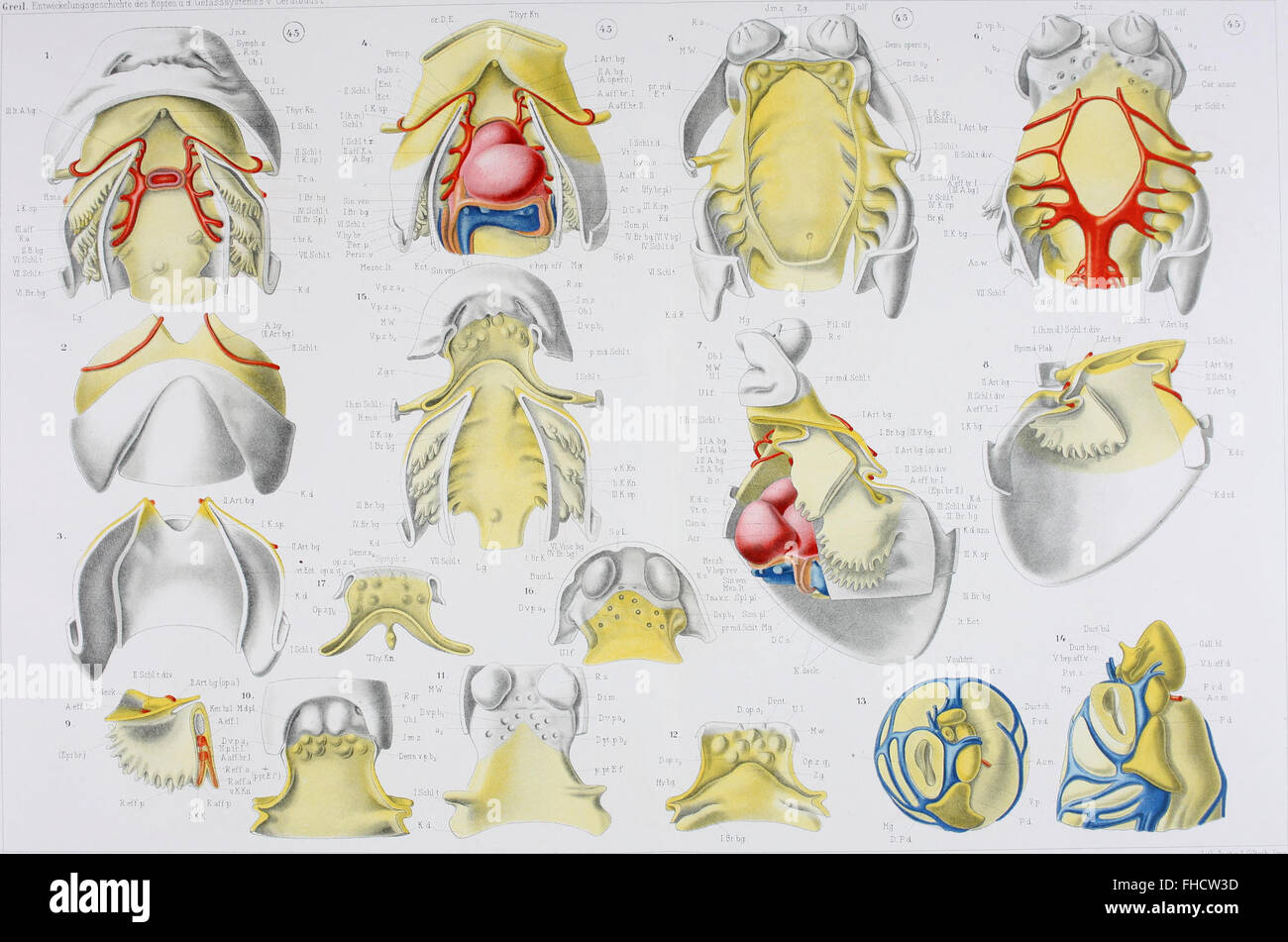 A 1913 publication by the Medical-Natural Science Society of Jena ...