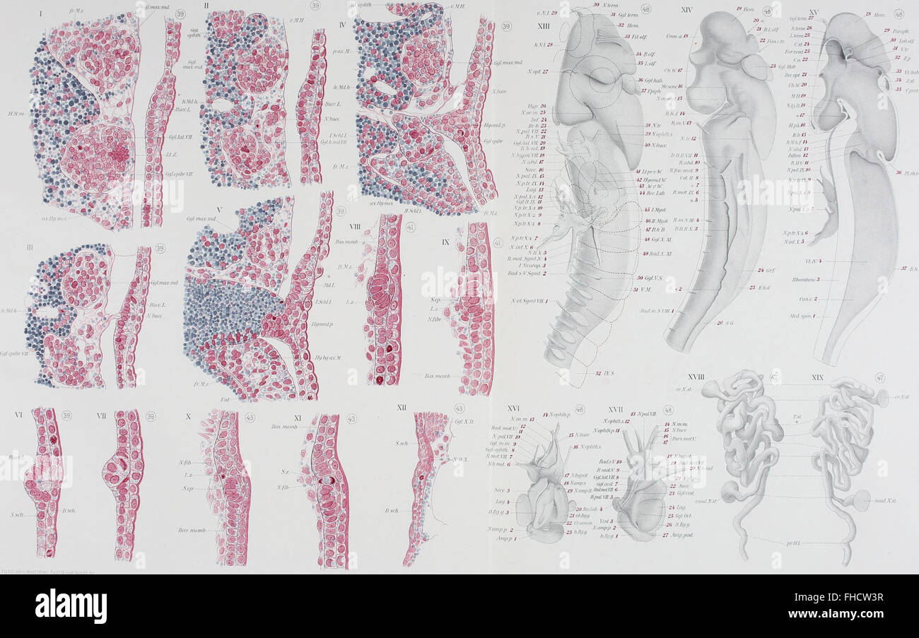 A journal published by the Medical and Natural Science Society of Jena ...