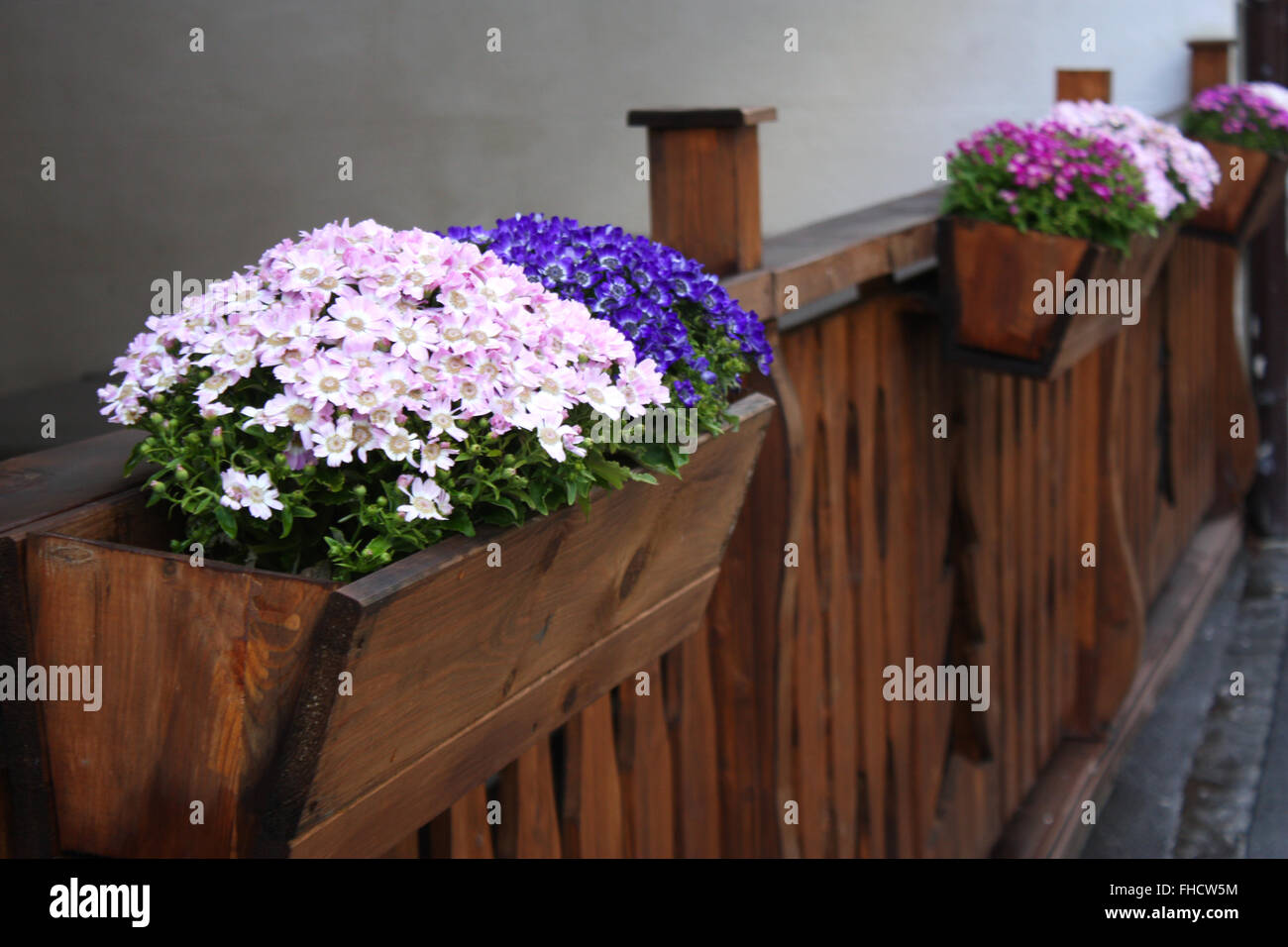 Colourful aster flowers in wooden containers Stock Photo - Alamy