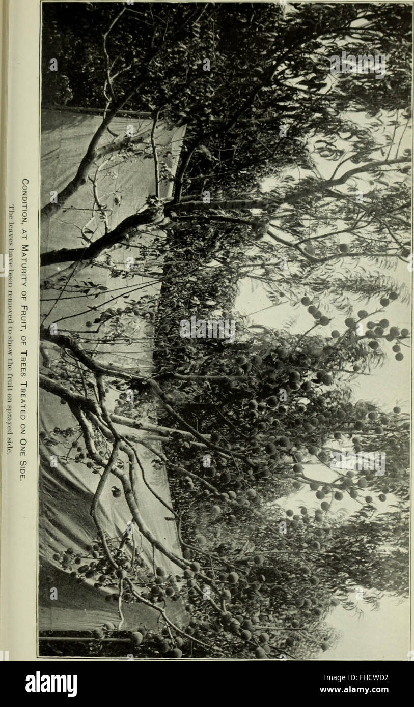 Department Bulletin from the year 1900, a scientific or academic ...