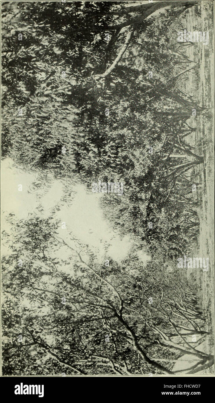 A departmental bulletin from 1900, detailing updates, findings, and ...