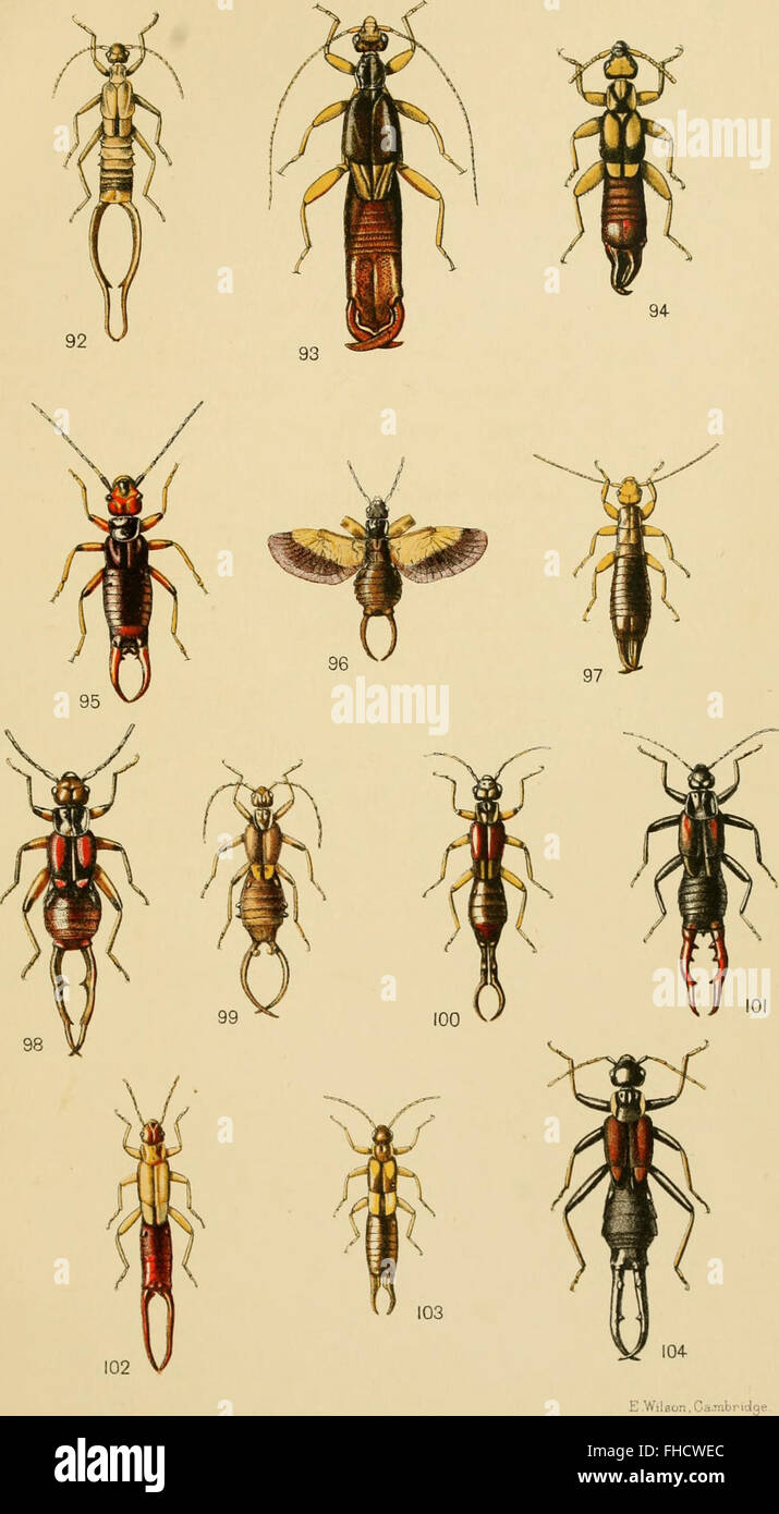 A 1910 study on Dermaptera (earwigs), documenting their biology ...
